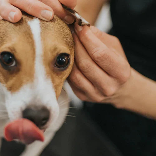 Acariens des oreilles chez le chien : causes, symptômes, traitement et